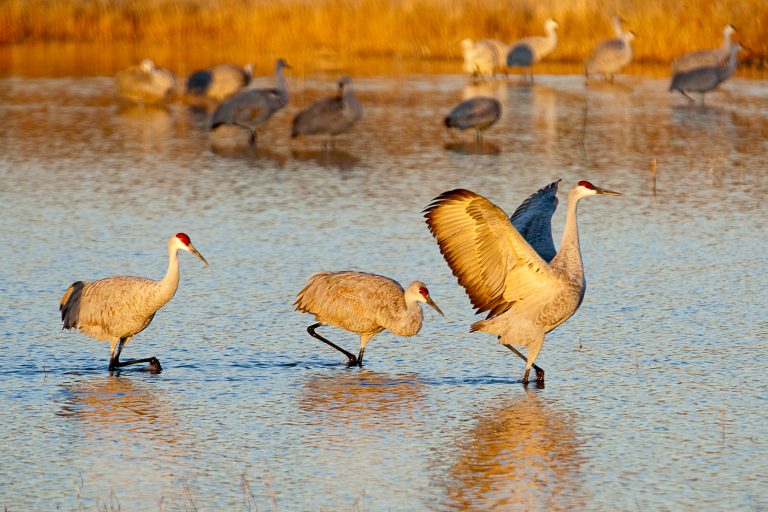 Bosque del Apache – A refuge for fauna and flora - Spirit of the West ...